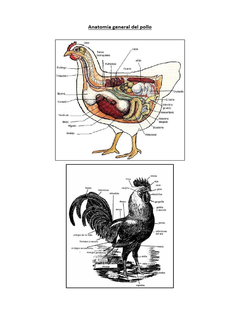 Anatomía Del Músculo Del Pollo Musculo Ave Anatomia Animal Arte,