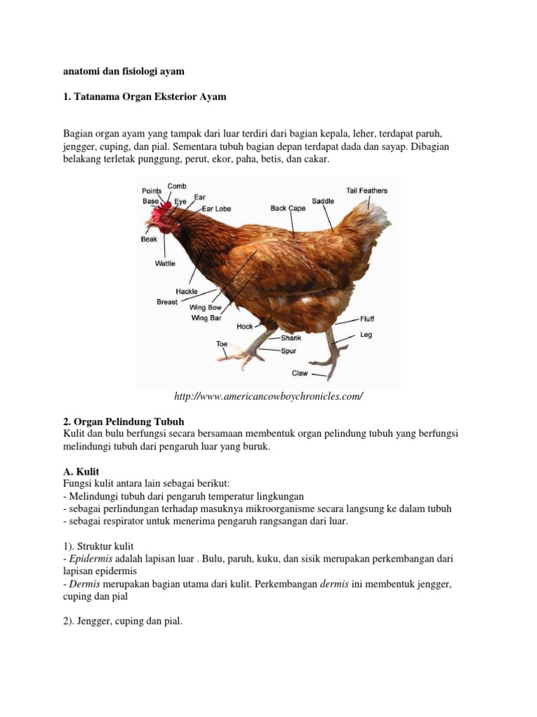 Anatomi dan Fisiologi Ayam Lengkap | PDF