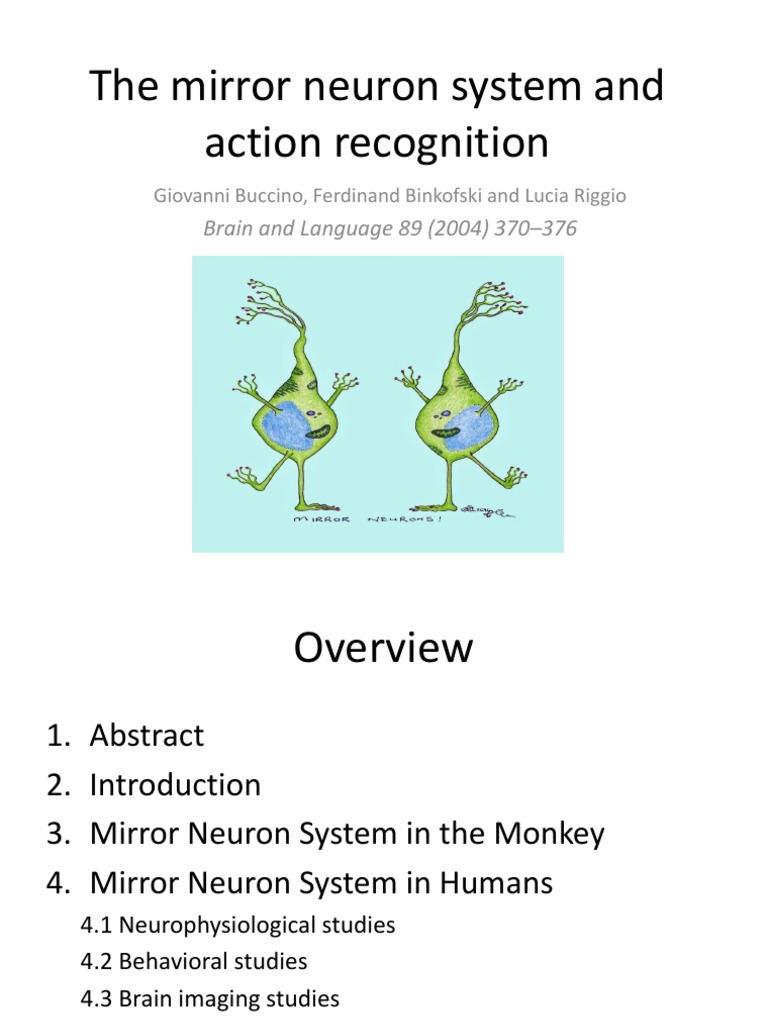 The Mirror Neuron System and Action Recognition | PDF