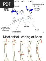 Skeletal System 206 Bones Comprehensive List | PDF | Skull ...