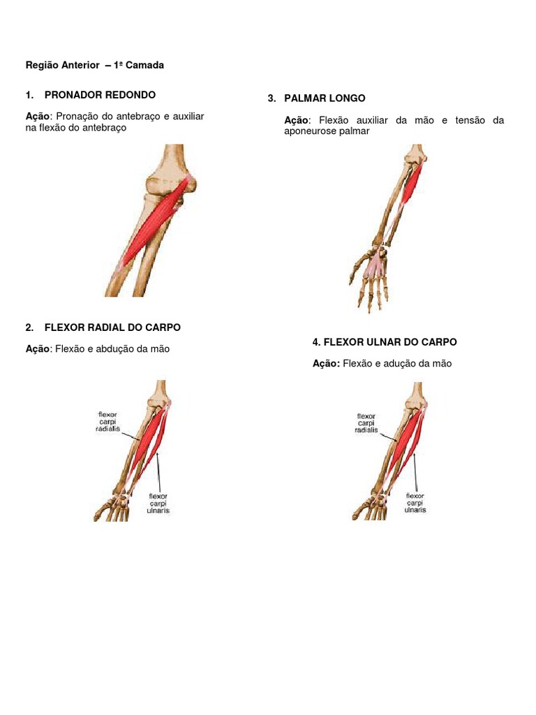 Musculos Flexores Do Antebraco Músculos Flexores Profundos Do