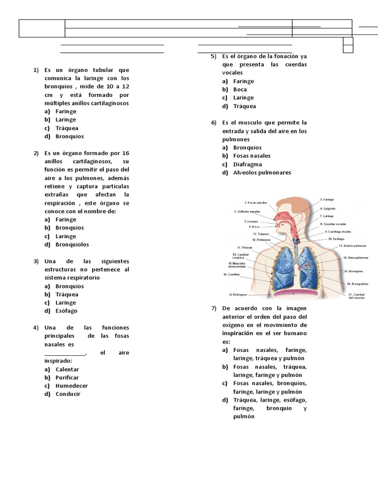 EXAMEN GRADO 8° SISTEMA RESPIRATORIO | Pulmón | Sistema respiratorio