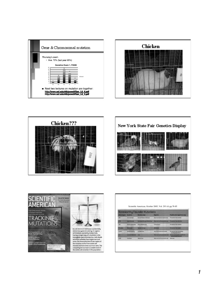 Chicken: Gene & Chromosomal Mutation | PDF | Ploidy | Mutation
