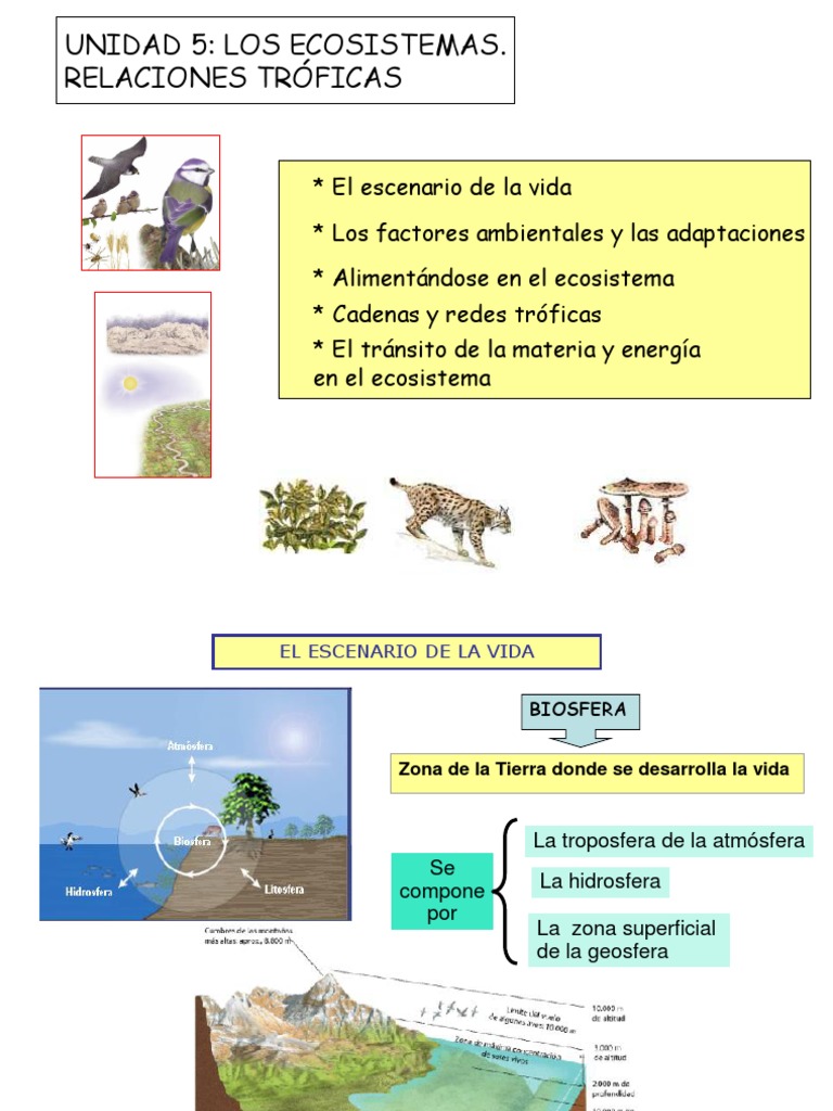 Tema 5.los Ecosistemas | PDF | Red alimentaria | Ecosistema