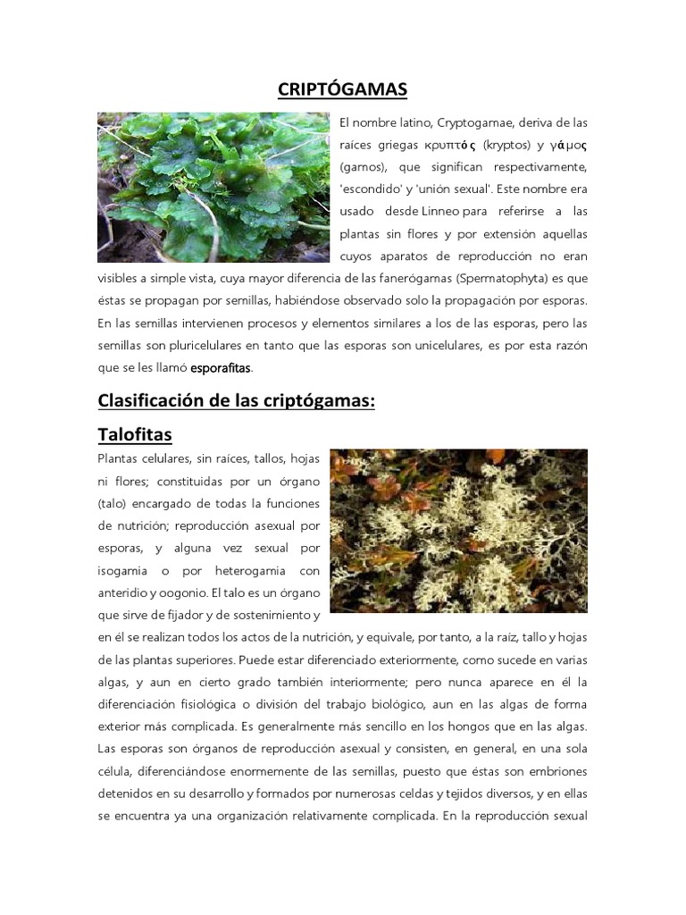 CRIPTÓGAMAS | PDF | Eucariotas | Biología