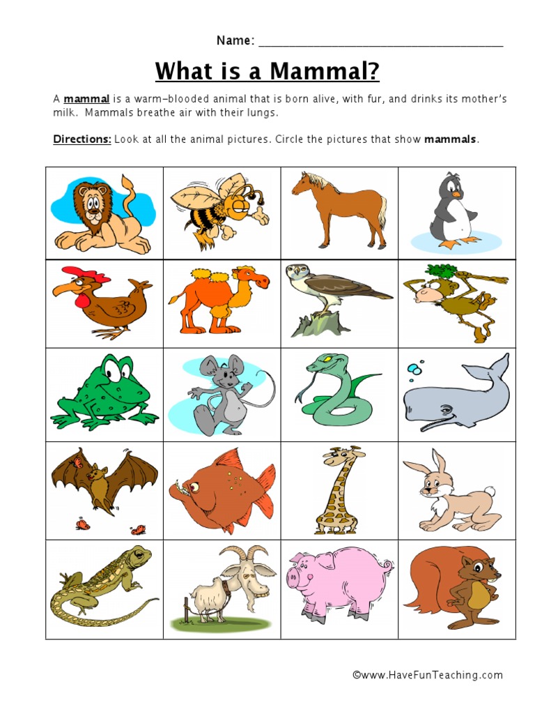 Classifying Mammals Worksheet | PDF