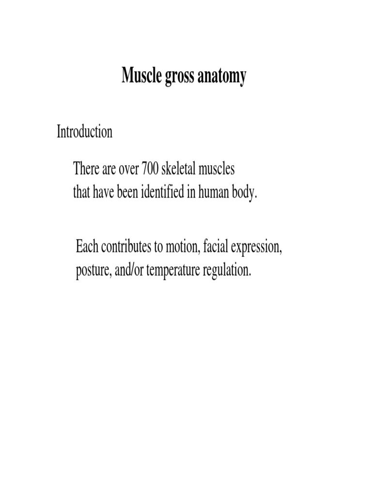 Muscle Gross Anatomy: There Are Over 700 Skeletal Muscles That Have ...
