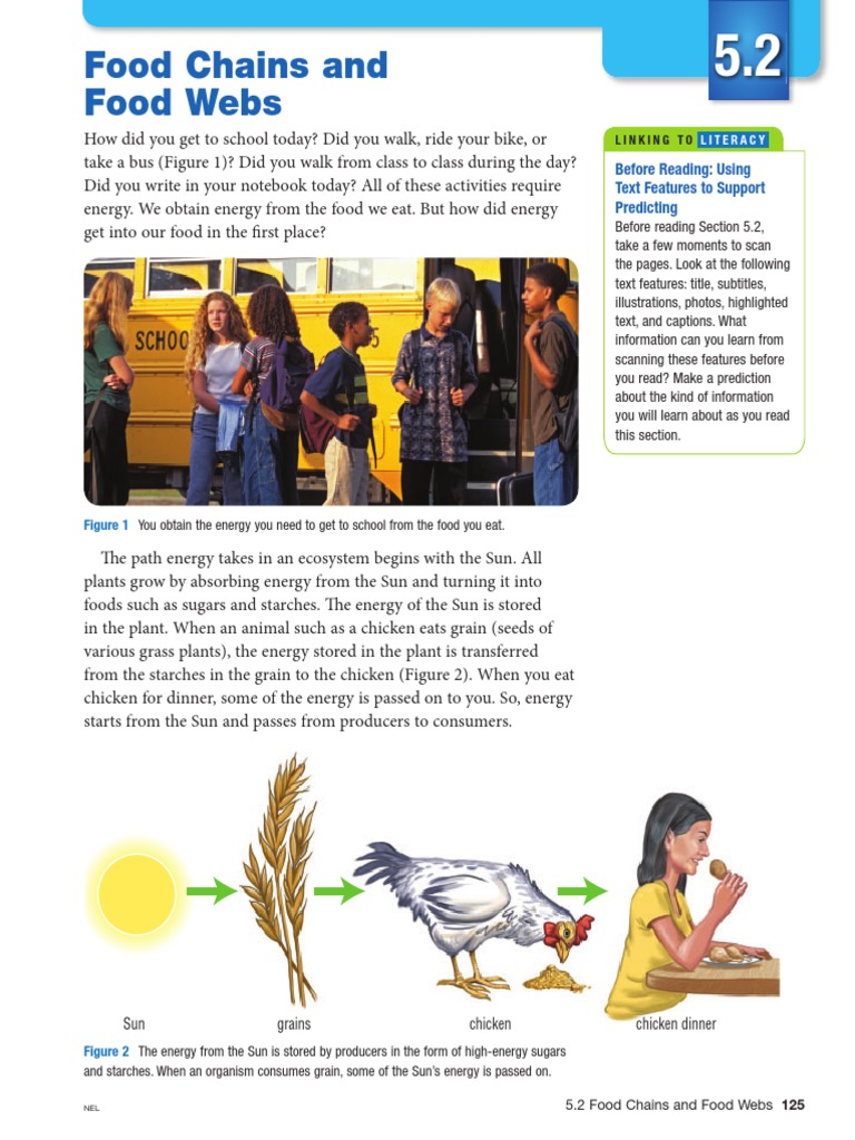 Understanding Food Chains and Webs | PDF | Food Web | Systems Ecology