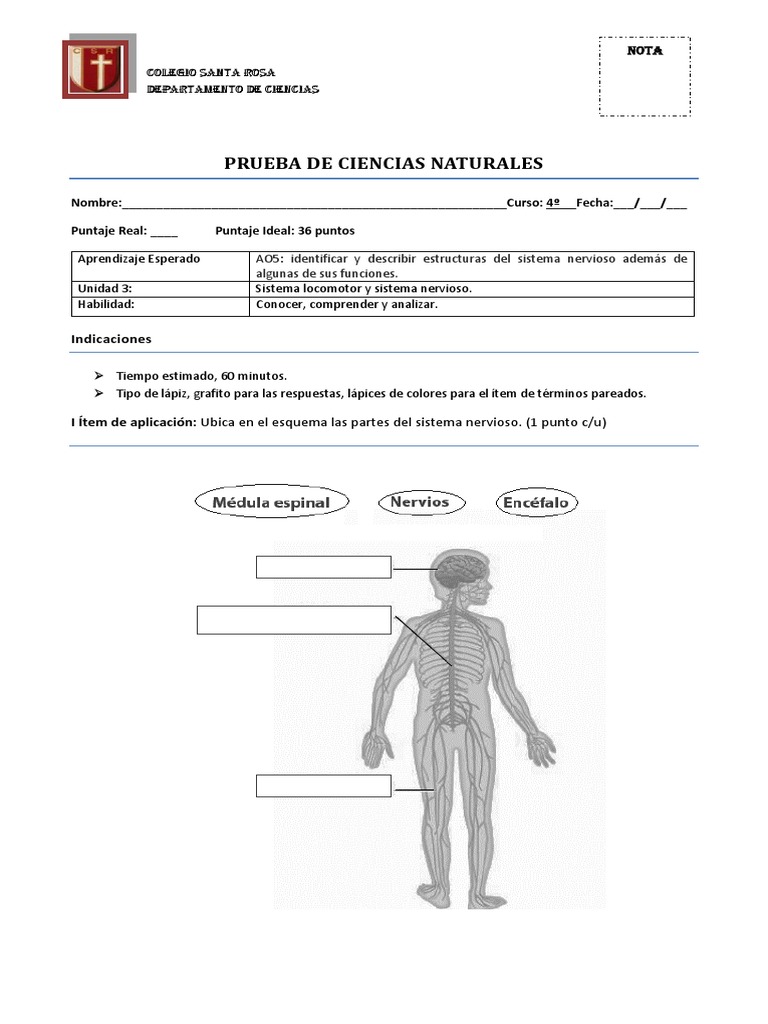 Prueba Ciencias Sistema Nervioso 4 Básico | PDF | Sistema nervioso ... Prueba Ciencias Sistema Nervioso 4 Básico | PDF | Sistema nervioso ...