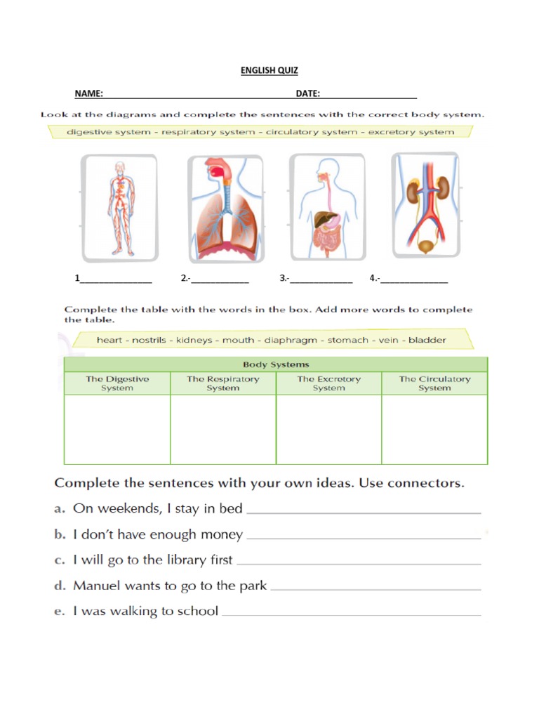 English Quiz 8th Grade Body | PDF