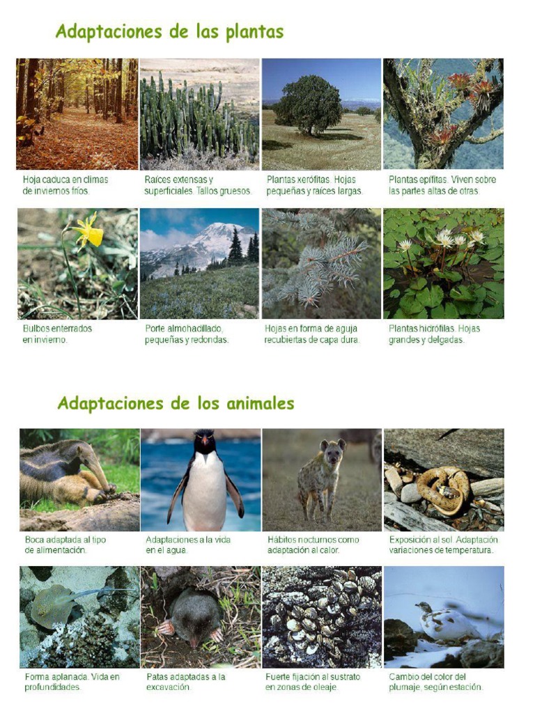 Adaptaciones Plantas y Animales | PDF