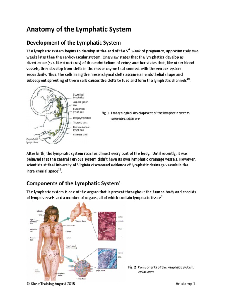Anatomy of the Lymphatic System | Lymphatic System | Lymph