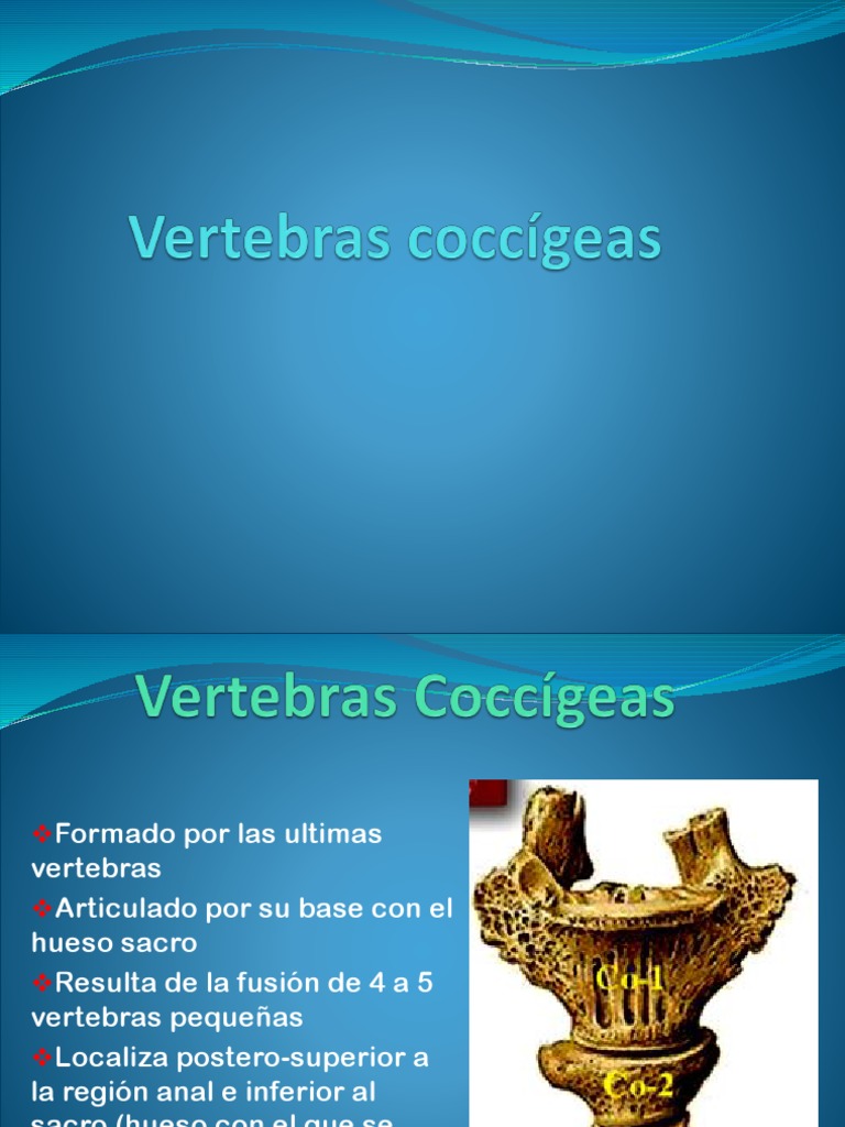 Vertebras Coccígeas | PDF | Anatomía humana | Sistema musculoesquelético