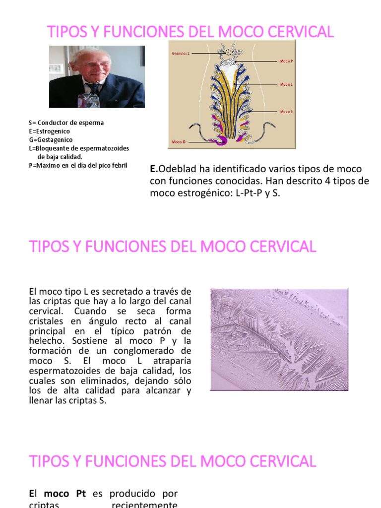 Tipos y Funciones Del Moco Cervical | PDF | Útero | Vagina