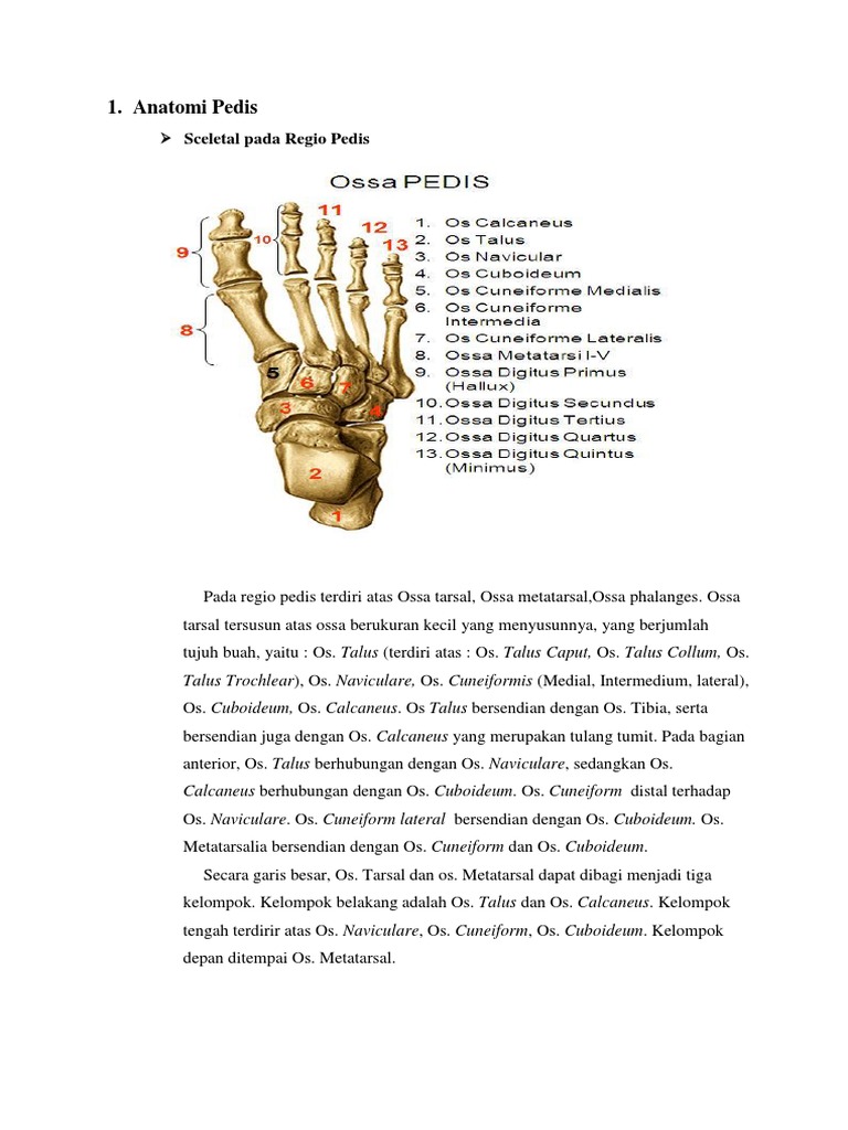 Anatomi Regio Pedis dan Strukturnya | PDF | Ilmu Sosial | Kajian Bahasa ...