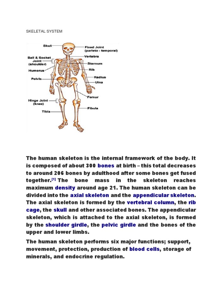 Bones Skeletal System Pdf Skeleton Muscle