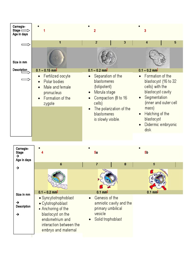 Anatomy Embryo Development Stages - Diagramatic Timeline 3 Proper ...