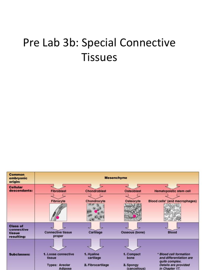 Pre Lab 3b: Special Connective Tissues | PDF | Cartilage | Bone