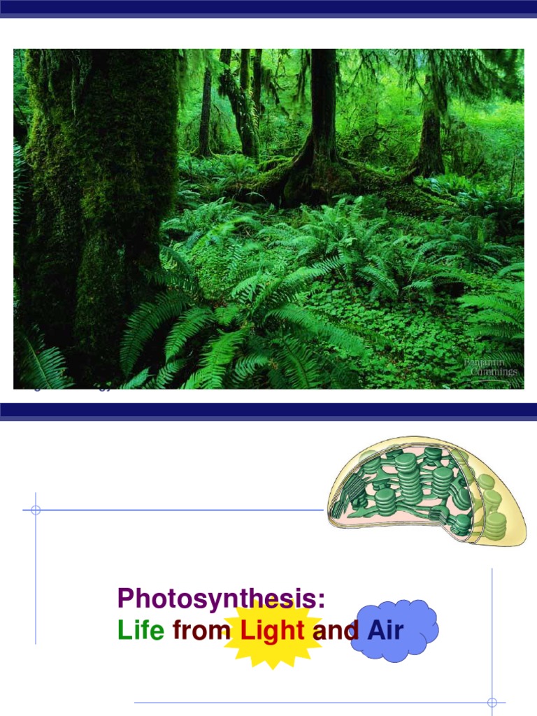 Regents Biology | PDF | Photosynthesis | Carbon Dioxide