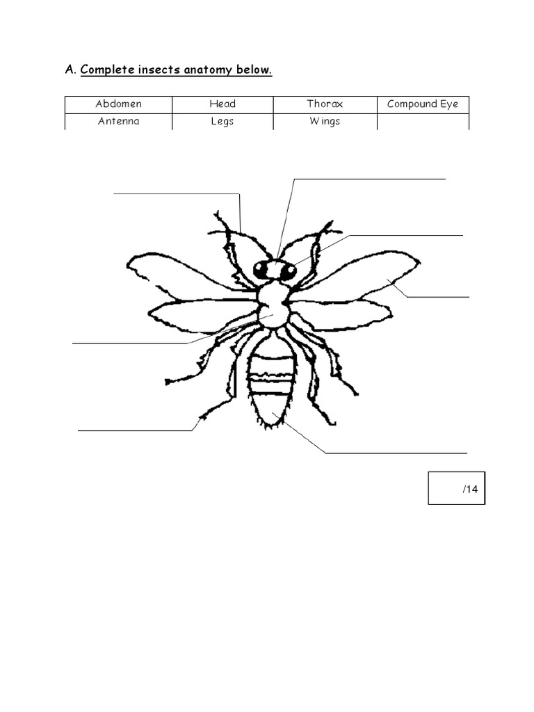 A. Complete Insects Anatomy Below.: Abdomen Head Thorax Compound Eye ...