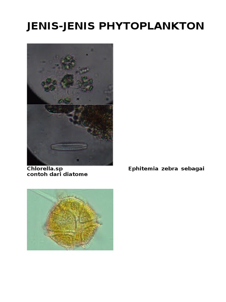 Jenis Jenis Phytoplankton | PDF