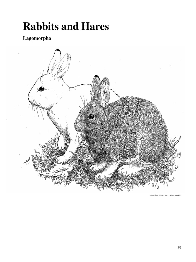 Mammal Atlas Rabbits | Download Free PDF | Hare | Ontario