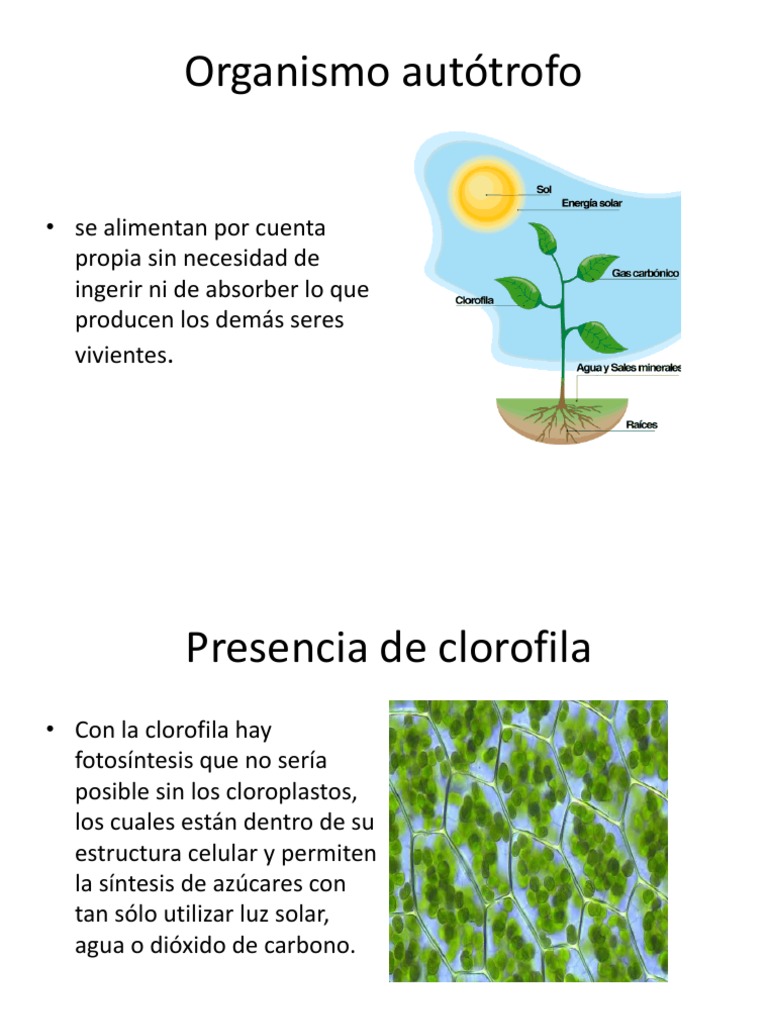 Organismo Autótrofo | PDF