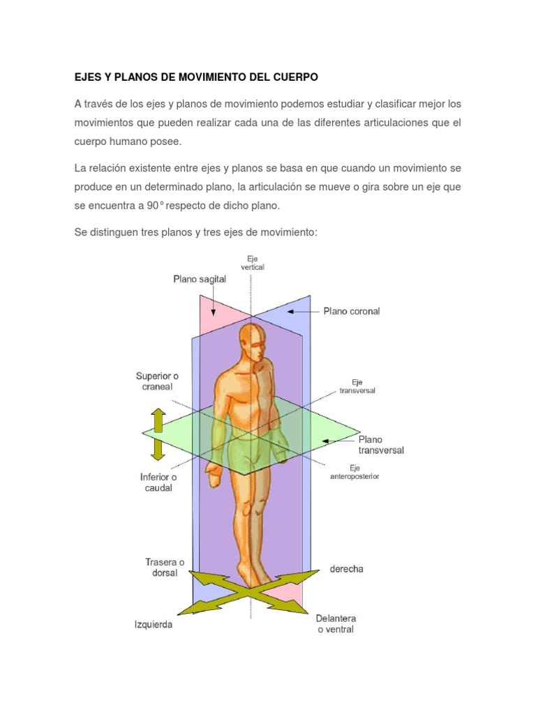 Ejes y Planos de Movimiento Del Cuerpo | Términos anatómicos de ...