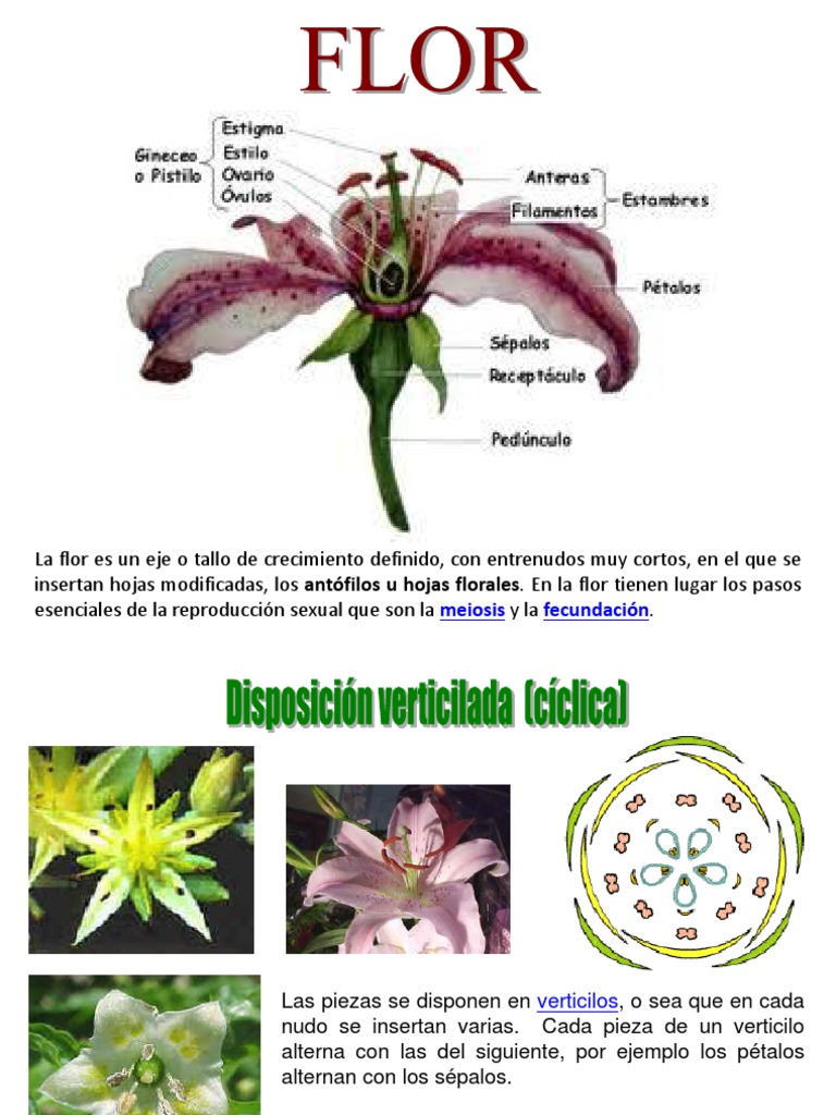 Lab. Flor | PDF | Flores | Botánica