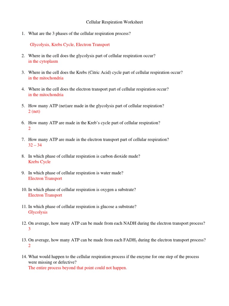 Cellular Respiration Worksheet Answers | PDF | Cellular Respiration ...