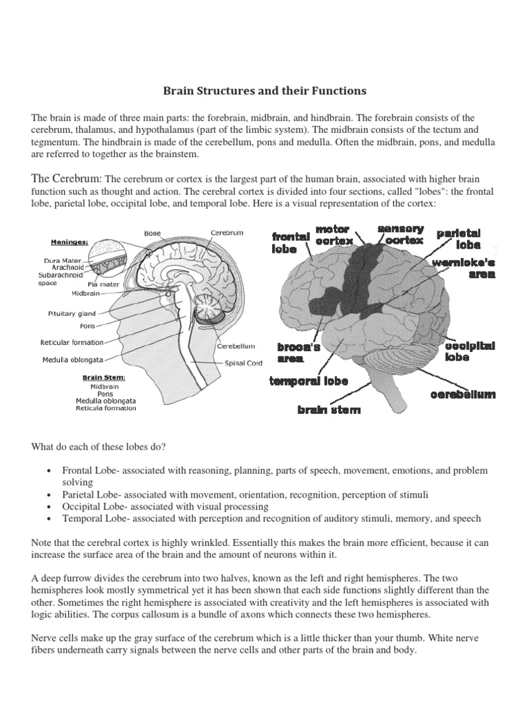 Brain Anatomy for Students | PDF | Cerebrum | Brain
