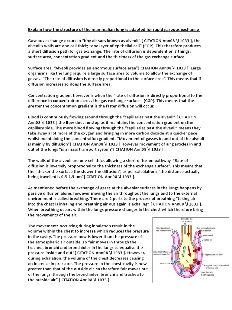 Mammalian Lung Adaptations for Gas Exchange | PDF | Lung | Breathing