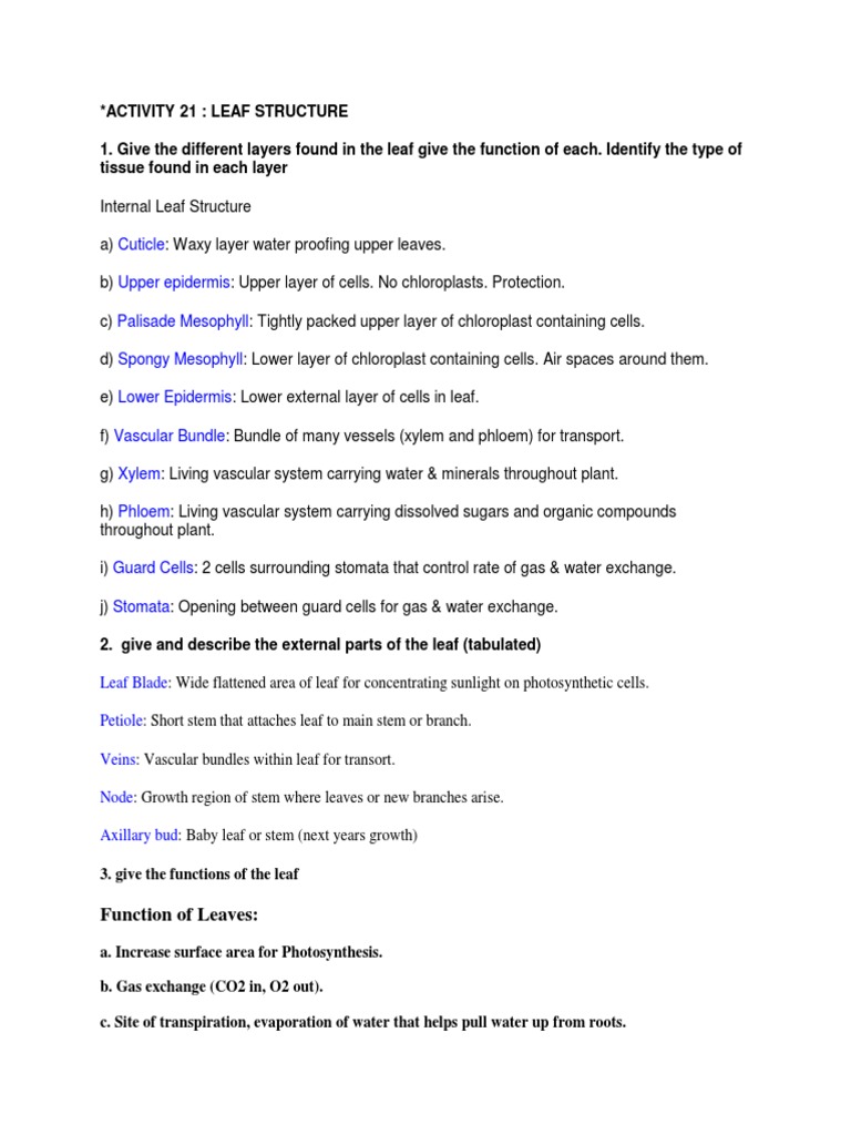 Leaf Structure and Functions Guide | PDF | Science & Mathematics