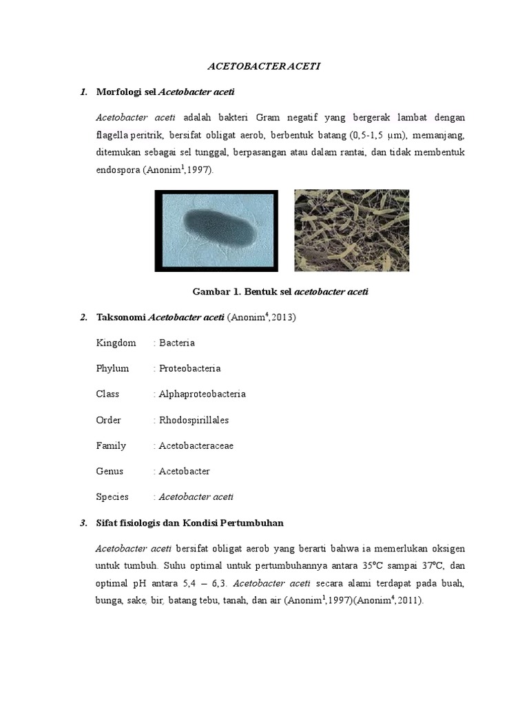 Peran dan Morfologi Acetobacter aceti | PDF