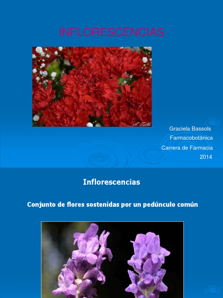 Tipos de Inflorescencias en Botánica | PDF | Ramas de la botánica | Plantas