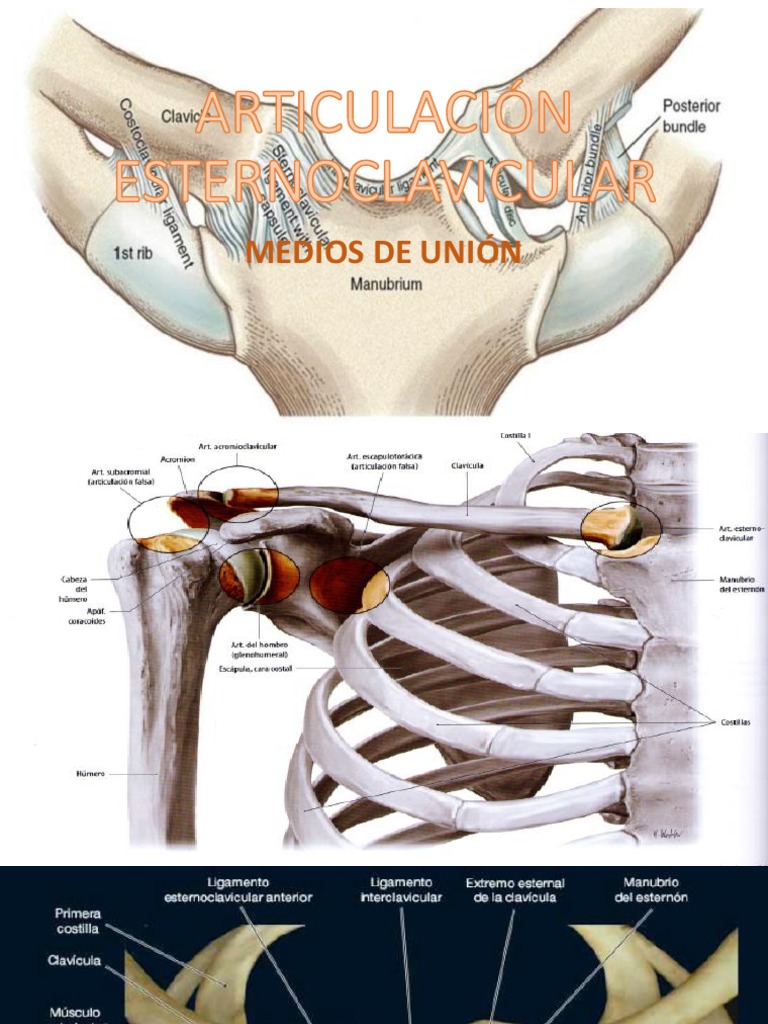 ARTICULACIÓN ESTERNOCLAVICULAR.pptx