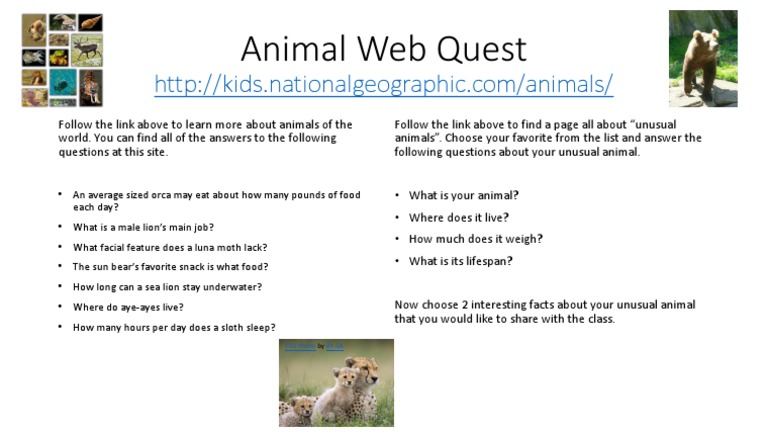 Web Scavenger Hunt | PDF