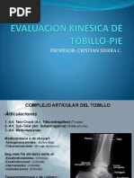 Linea de Feiss, Linea de Helbing | PDF | Pie | Anatomía humana
