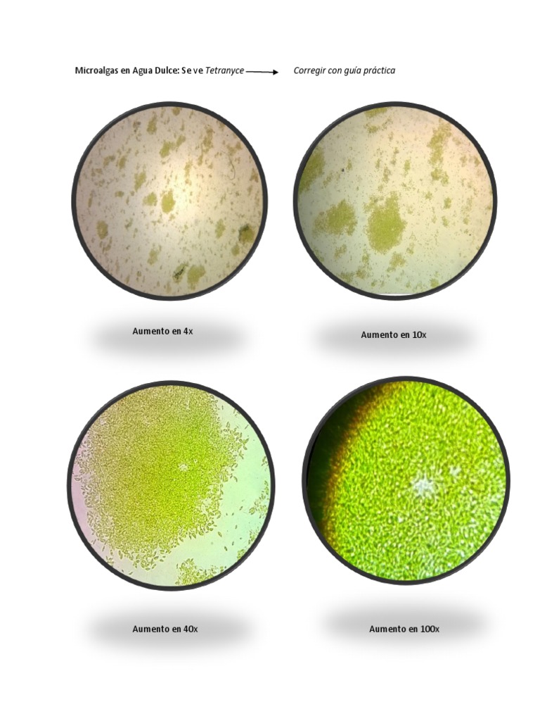Microalgas en Agua Dulce | PDF