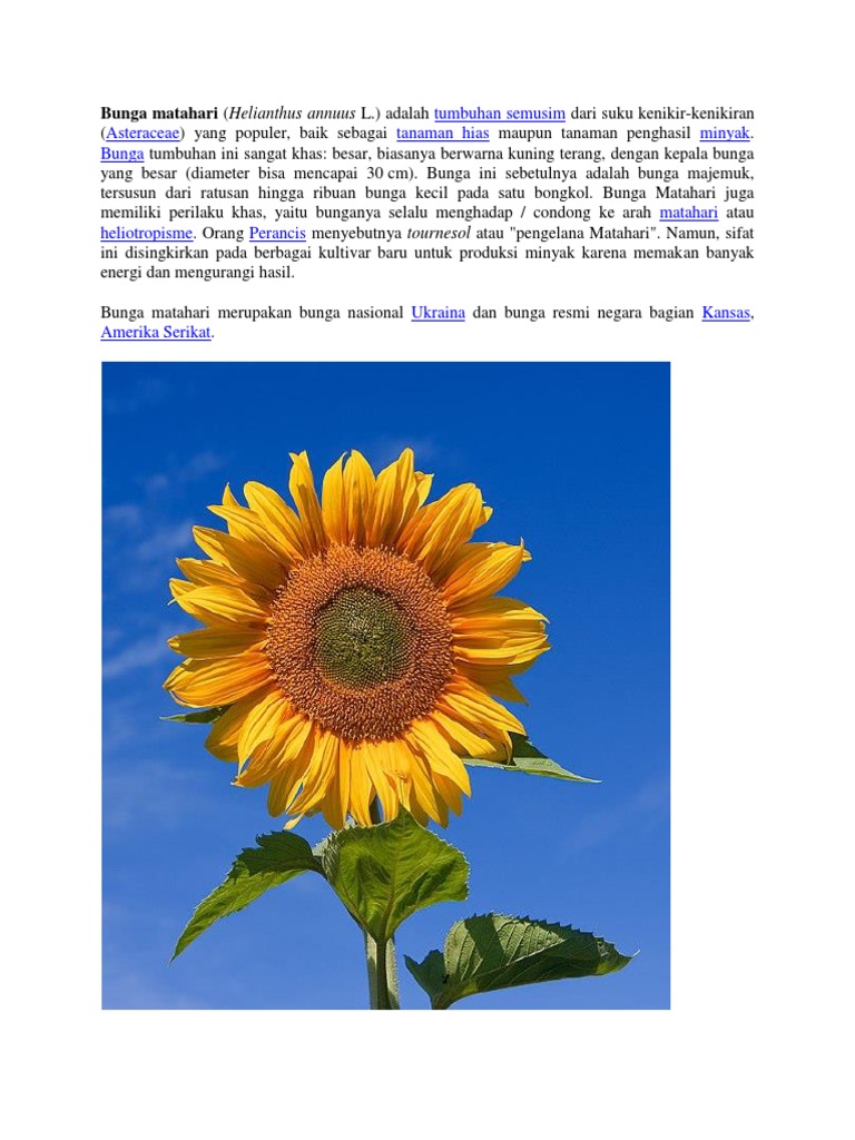 Bunga Matahari | PDF