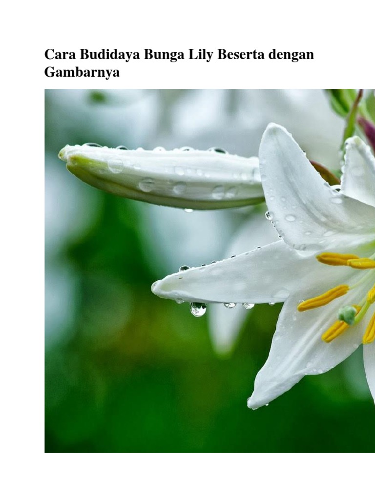 Cara Budidaya Bunga Lily di Indonesia | PDF | Griya & Taman