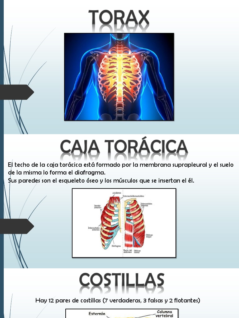 Anatomía de la Caja Torácica | PDF | Tórax | Tórax (anatomía humana)