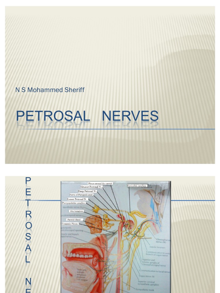 Petrosal Nerves | Face | Human Anatomy