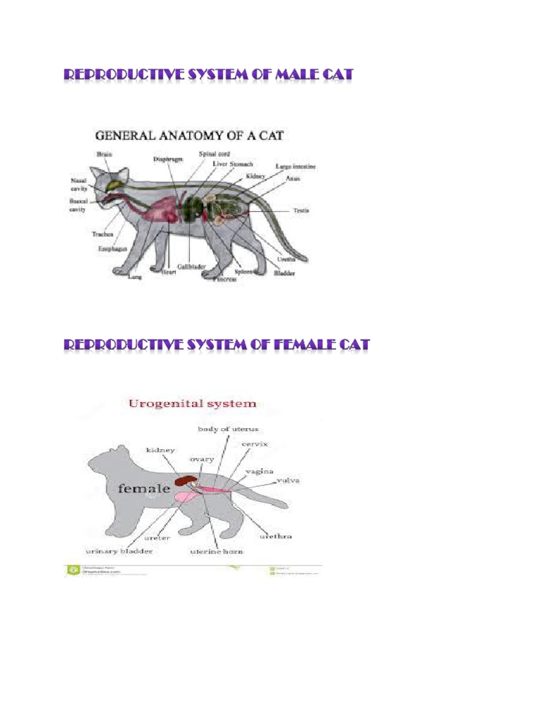 Reproductive System Of Male Cat Pdf 