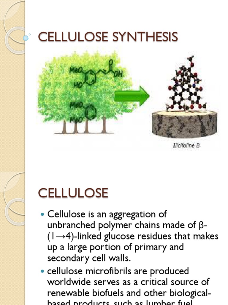 Understanding Cellulose Synthesis | PDF | Cell Biology | Molecular Biology
