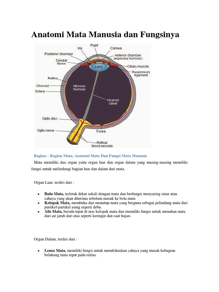 Anatomi dan Fungsi Mata Manusia | PDF