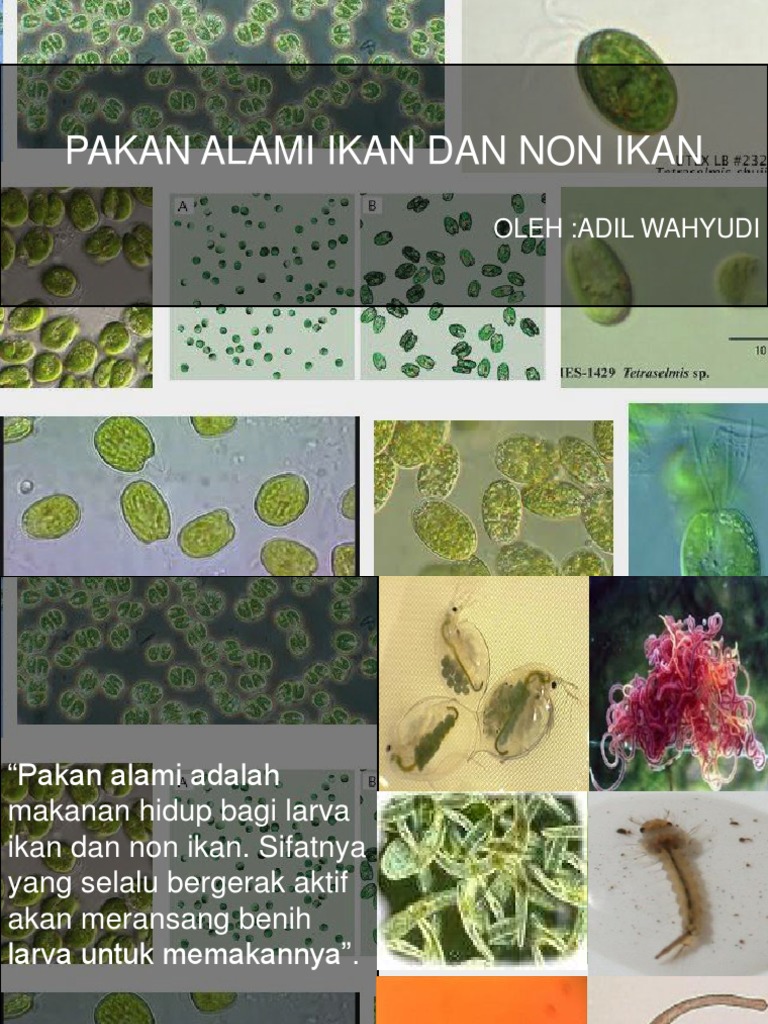 Pakan Alami | PDF