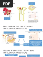 Función del túbulo contorneado distal | PDF | Riñón | Biología Celular