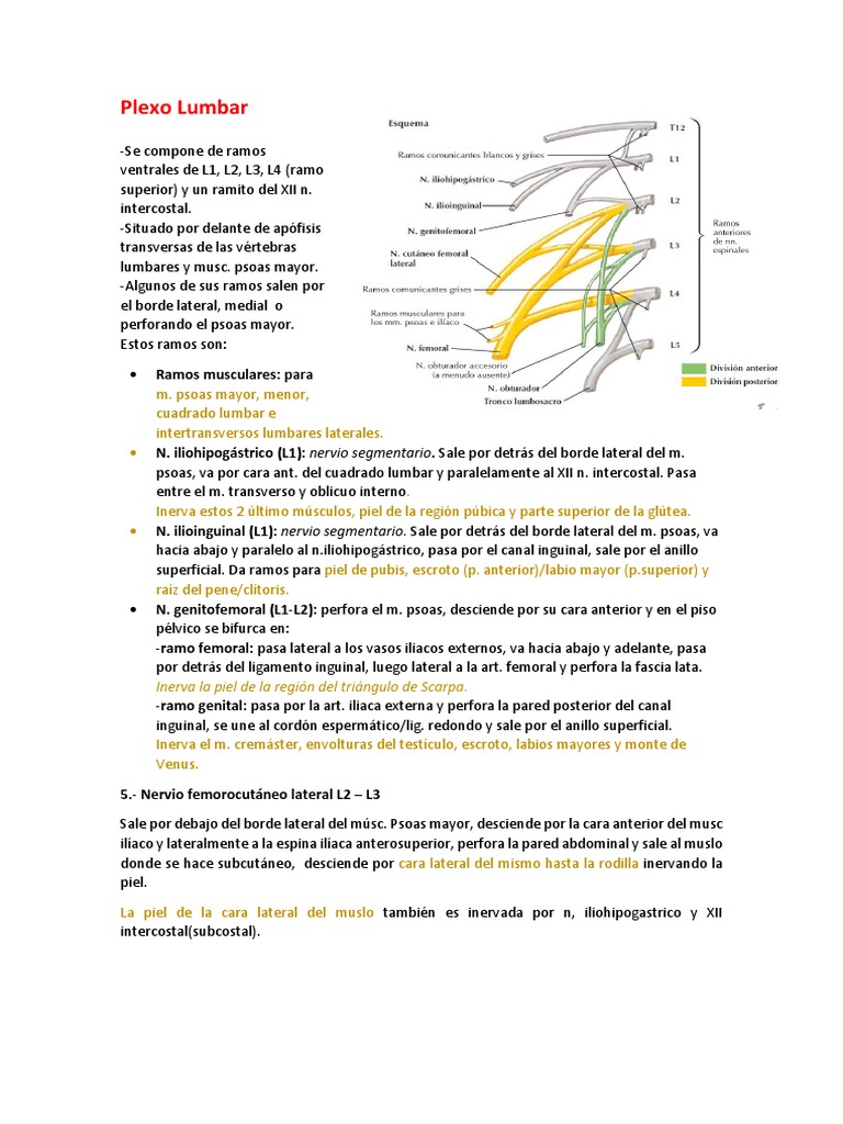Plexo Lumbar | PDF | Tejido suave | Extremidades (anatomía)