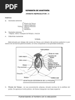 Espacio Subinguinal | PDF